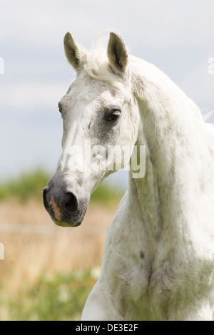 Hessian Warmblood Portrait old grey adult Stock Photo - Alamy