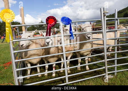 Prize winning sheep in pens at a Welsh country show, Powys, Wales, UK ...
