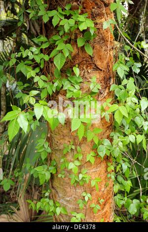 poison ivy toxicodendron rhus radicans dermatitis skin rash Stock Photo ...