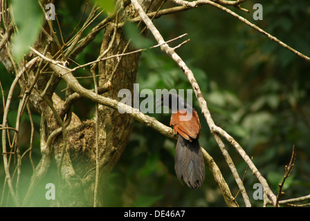 Greater coucal Bird or crow pheasant Bird Highly Auspicious Lucky Bird ...