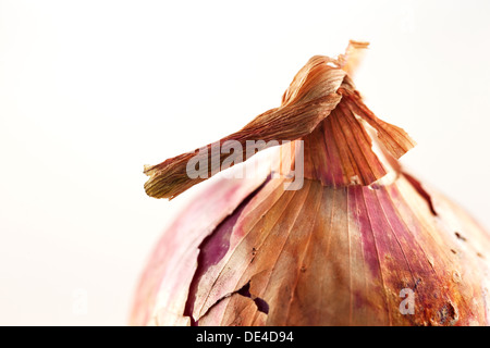 The beautiful form of onion bulb shot against a white background Stock ...