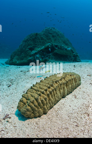 Variegated Sea Cucumber, Stichopus variegatus, Vadoo Island, Maldives ...
