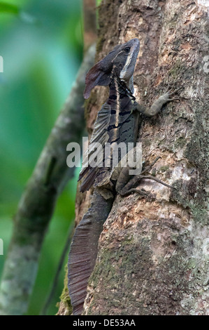 Brown Basilisk (Basiliscus vittatus) Reptilia Stock Photo - Alamy