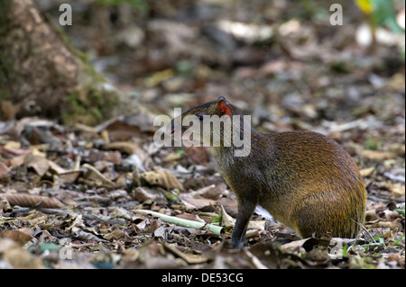 agouti agoutis rodent rodents "central america" "central american ...