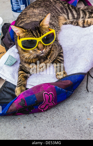 A Las Vegas panhandler's cat sits on a towel wearing large yellow ...