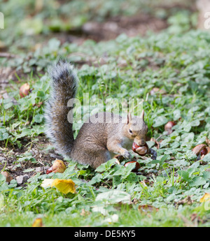 Grey Squirrel Sciurius carolinensis collecting and eating chestnuts in ...