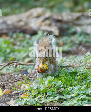 Grey Squirrel Sciurius carolinensis collecting and eating chestnuts in ...