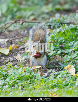 Grey Squirrel Sciurius carolinensis collecting and eating chestnuts in ...