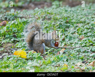 Grey Squirrel Sciurius carolinensis collecting and eating chestnuts in ...