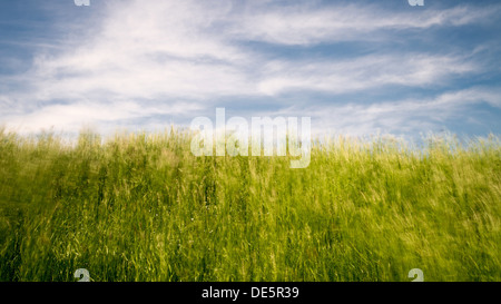 Stolpe, Germany, reed grass on embankment in Lower Oder Valley National ...