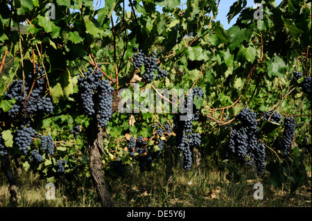 italy, basilicata, roccanova, vineyard, black grapes Stock Photo - Alamy