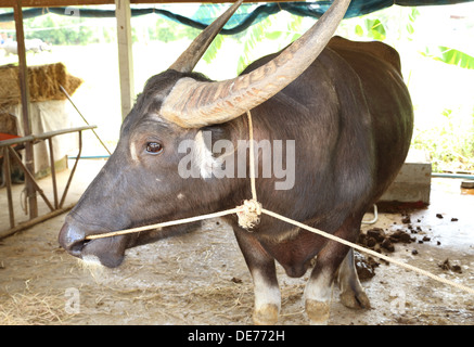 Thai Water Buffalo resting in a brook during summer Stock Photo - Alamy