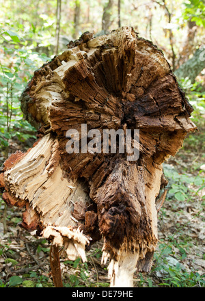 Decayed fallen tree Stock Photo - Alamy