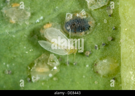 An adult parasitoid wasp, Encarsia tricolor, with larval scales of ...