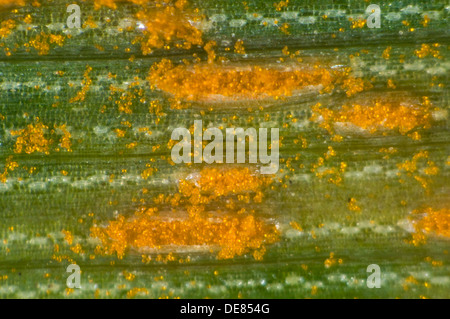 Oat crown rust, Puccinia coronata, on oats flag leaf Stock Photo - Alamy