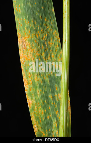Oat crown rust, Puccinia coronata, on oats flag leaf Stock Photo - Alamy