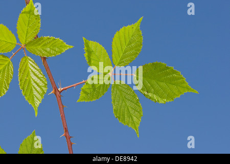 Bramble, blackberry, leaf, Brombeere, Blätter, Blatt, Rubus fruticosus ...