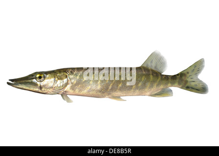 the big pike isolated on white background Stock Photo - Alamy