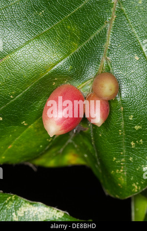 beech leaf gall midge, beech pouch-gall midge, Buchenblattgallmücke ...
