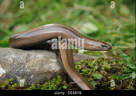 Female slow worm, Cumbria, UK (Anguis Fragilis Stock Photo - Alamy