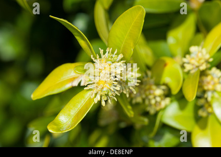 Buchsbaum, Buchs, blühend, Buxus sempervirens, box, common box ...