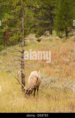 Photograph of an Adult male elk with a full size 12 point antler rack ...
