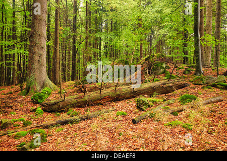 The primeval forest with mossed boulders Stock Photo - Alamy