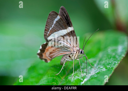 Erateina moth (Erateina sp.), Tandayapa region, Andean cloud forest ...