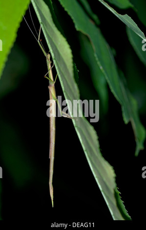 Stick insect (Phasmida), Tandayapa region, Andean cloud forest, Ecuador ...
