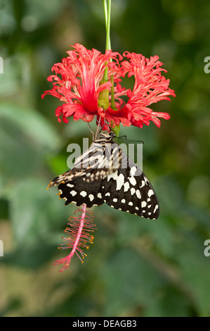Emperor Swallowtail Butterfly (papilio ophidicephalus) NAtive to easten ...
