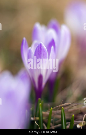 White Crocus (Crocus albiflorus Stock Photo - Alamy