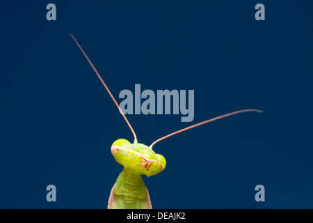 Religious Mantis, European mantid (Mantis religiosa, Gryllus religiosa ...