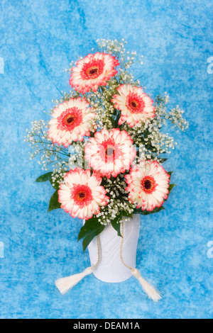 Botany - Asteraceae. Transvaal daisy (Gerbera 'Kermit' Stock Photo - Alamy