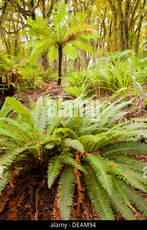 Fiordland National Park, New Zealand Stock Photo - Alamy