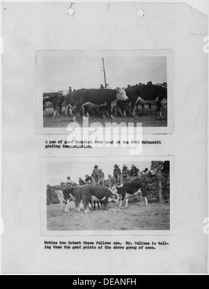 These photographs document a cattle grading demonstration at Pyramid ...