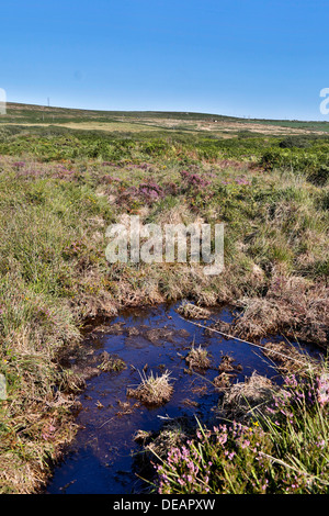 Bostraze Bog Penwith; Cornwall; UK Stock Photo - Alamy