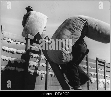 This image depicts the agricultural process of cotton planting ...