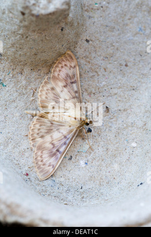 Mother Of Pearl moth Pleuroptya ruralis Stock Photo - Alamy