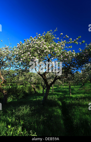 Summer view over Cider Apple Orchard trees, Somerset Levels, Somerset ...