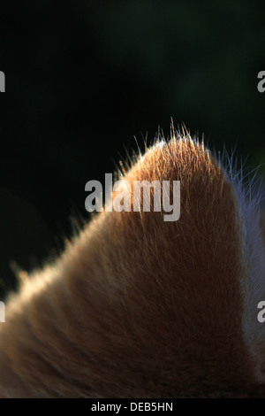 Cat's ear backlit Stock Photo - Alamy