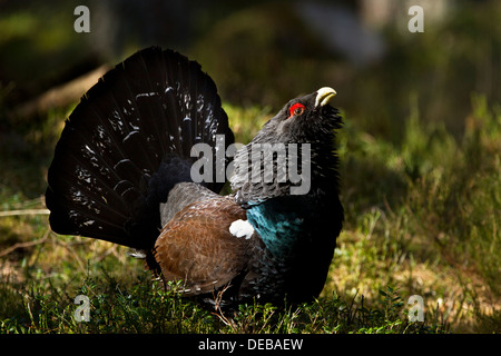 A male capercaille (Tetrao urogallus) performing his territorial ...