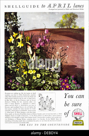 1950s UK Shell Magazine Advert Stock Photo - Alamy