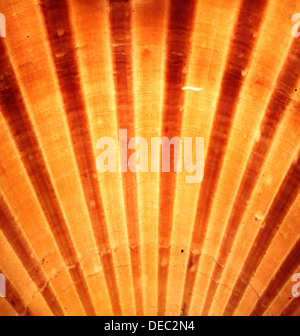 Sea shell macro view texture, shallow DOF Stock Photo - Alamy