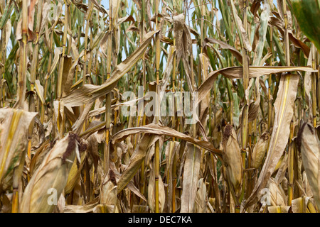 Yellowing corn stalks in a field Stock Photo - Alamy