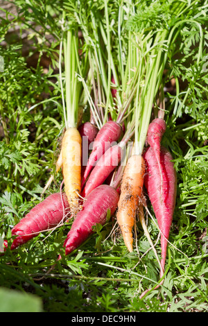 closeup of fresh picked rainbow carrots over greens in the garden Stock ...