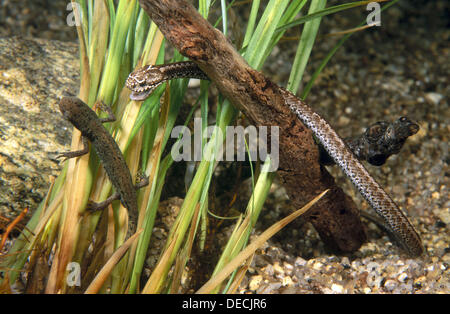 Seoane Viper snake Vipera seoanei Spain Sanz V W Iberian European ...