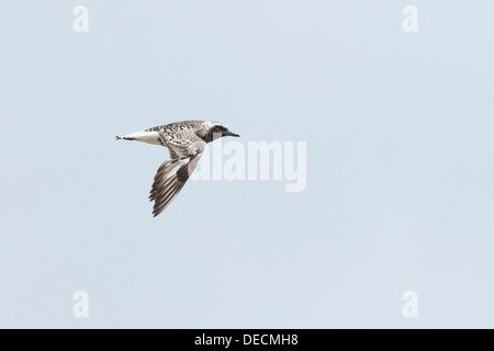 Black-bellied plover in flight during spring migration at Delaware Bay ...