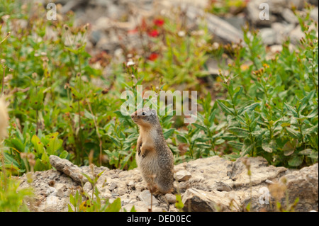 Photograph of a Ground Squirrel gathering food for the winter months in ...