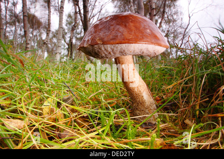 orange birch bolete fungus (Leccinum versipelle) growing amongst common ...