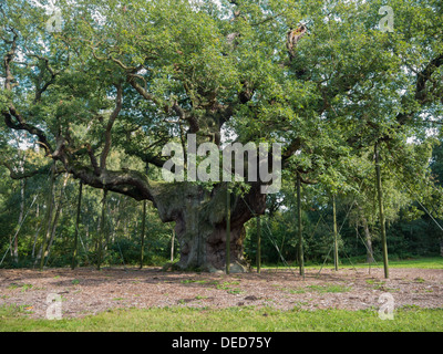 The Major Oak Stock Photo - Alamy